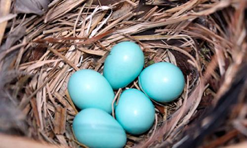 Familias indígenas lideran proyecto que transformó los huevos azules en ...